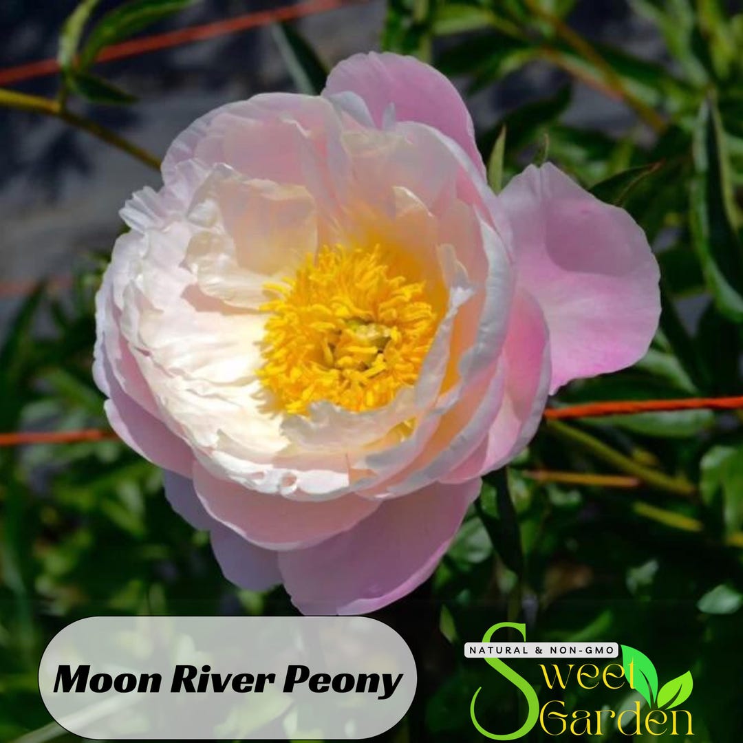 10+ Rare Seeds| Moon River Peony Seeds - Perennial - Authentic Seeds ...