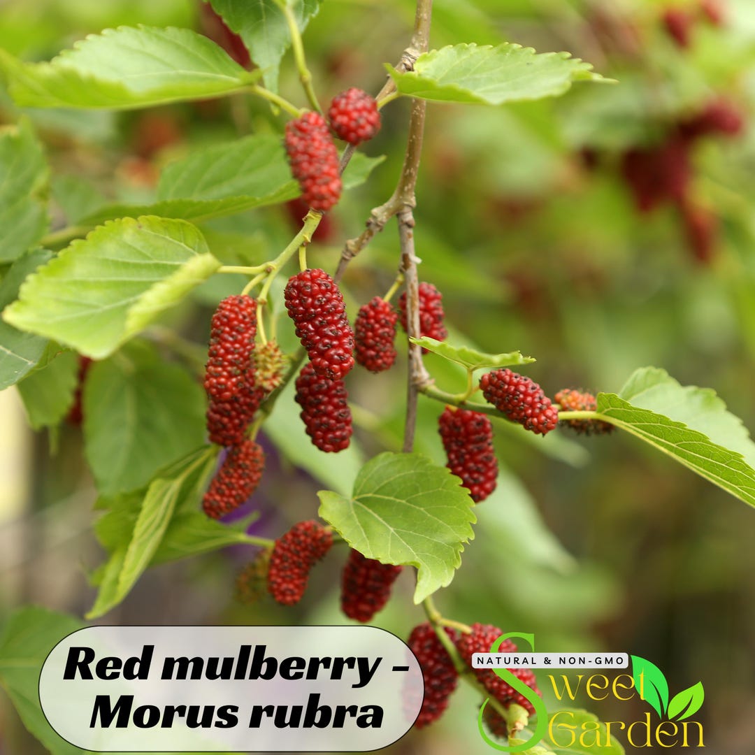 30s| Red Mulberry Seeds – Morus Rubra – Rare Fruit Tree Seeds – Edible ...