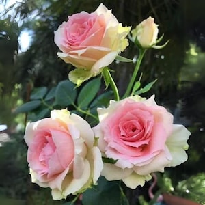 Dancing Queen Rose Seeds – Authentic Perennial Climbing Flowers - Etsy