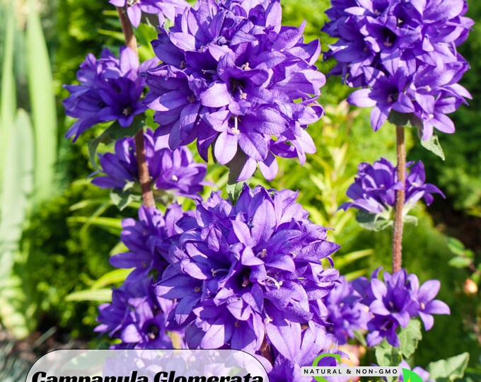 Bellflower Seed Bellflower Superba Perennial Flower Seeds 1000 Seeds - Etsy