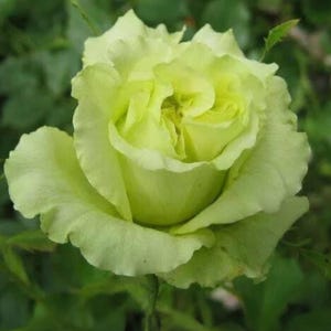 Bright Green Rose Seeds - Perennial - Authentic Seeds - Flowers - Easy ...