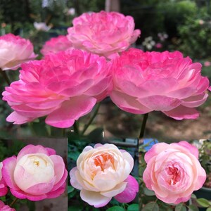 Tatami Room Rose Seeds - Perennial - Authentic Seeds - Flowers - Easy ...