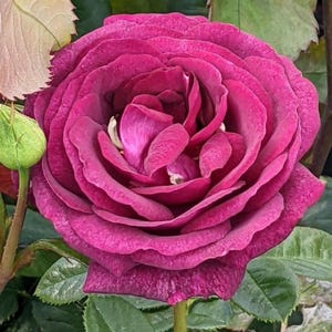 Twilight Rose Seeds - Dark Red Grandiflora, Perennial Climbing Flowers ...