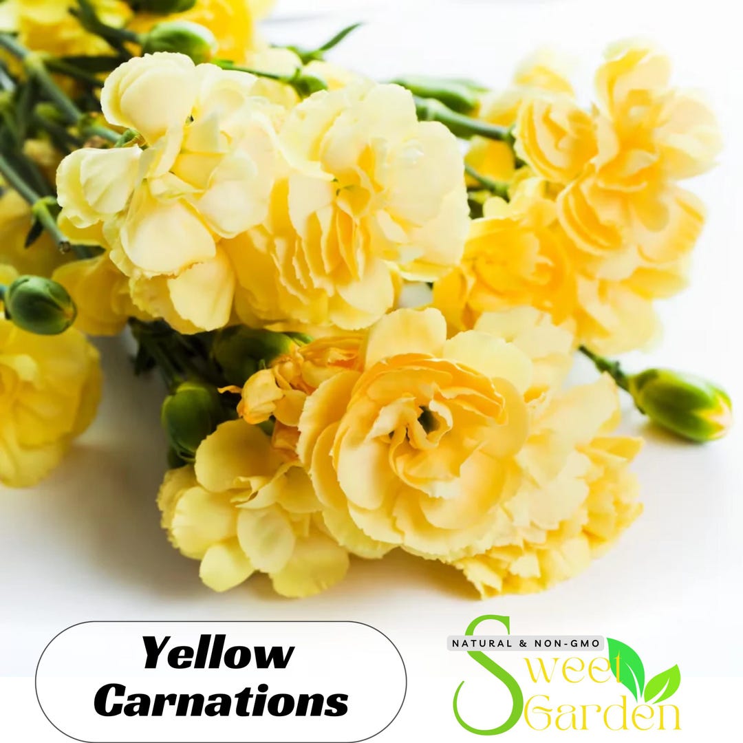 Yellow Carnations - Dianthus Seeds - Authentic Seeds - Dianthus ...