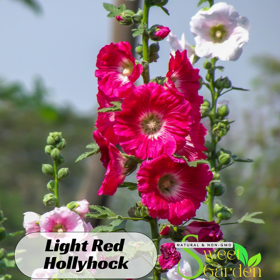 Mars Magic Light Red Hollyhock - Alcea Rosea Seeds - Perennial ...