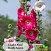 Mars Magic Light Red Hollyhock - Alcea Rosea Seeds - Perennial ...