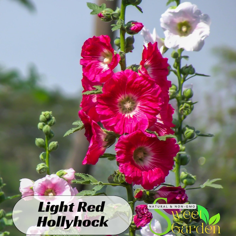 Mars Magic Light Red Hollyhock - Alcea Rosea Seeds - Perennial ...