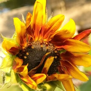Yellow and Brown Firecracker Sunflower Seeds perennial authentic Seeds ...