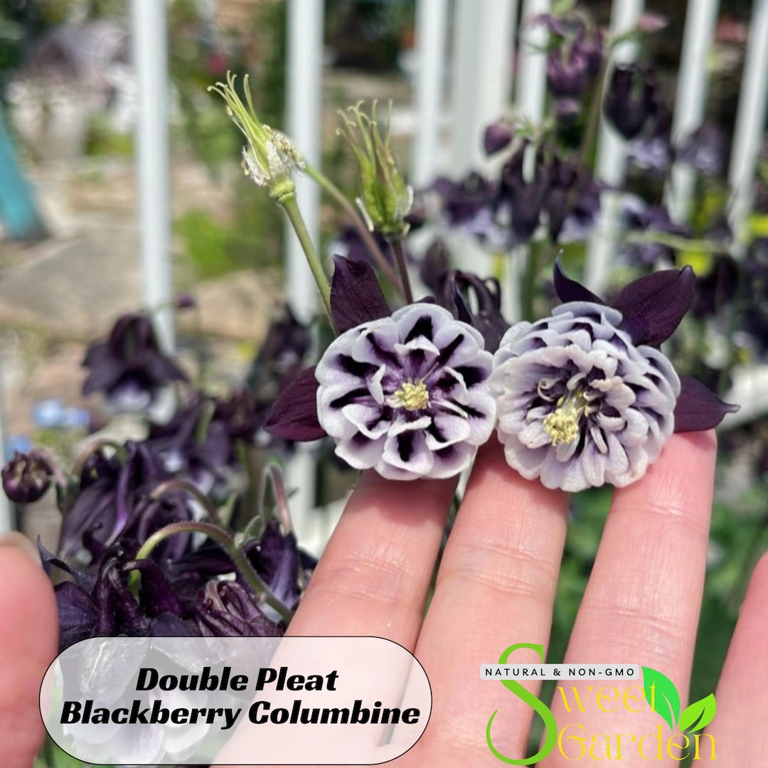 Double Pleat Blackberry Columbine Seeds - Cold Resistant - Deciduous ...