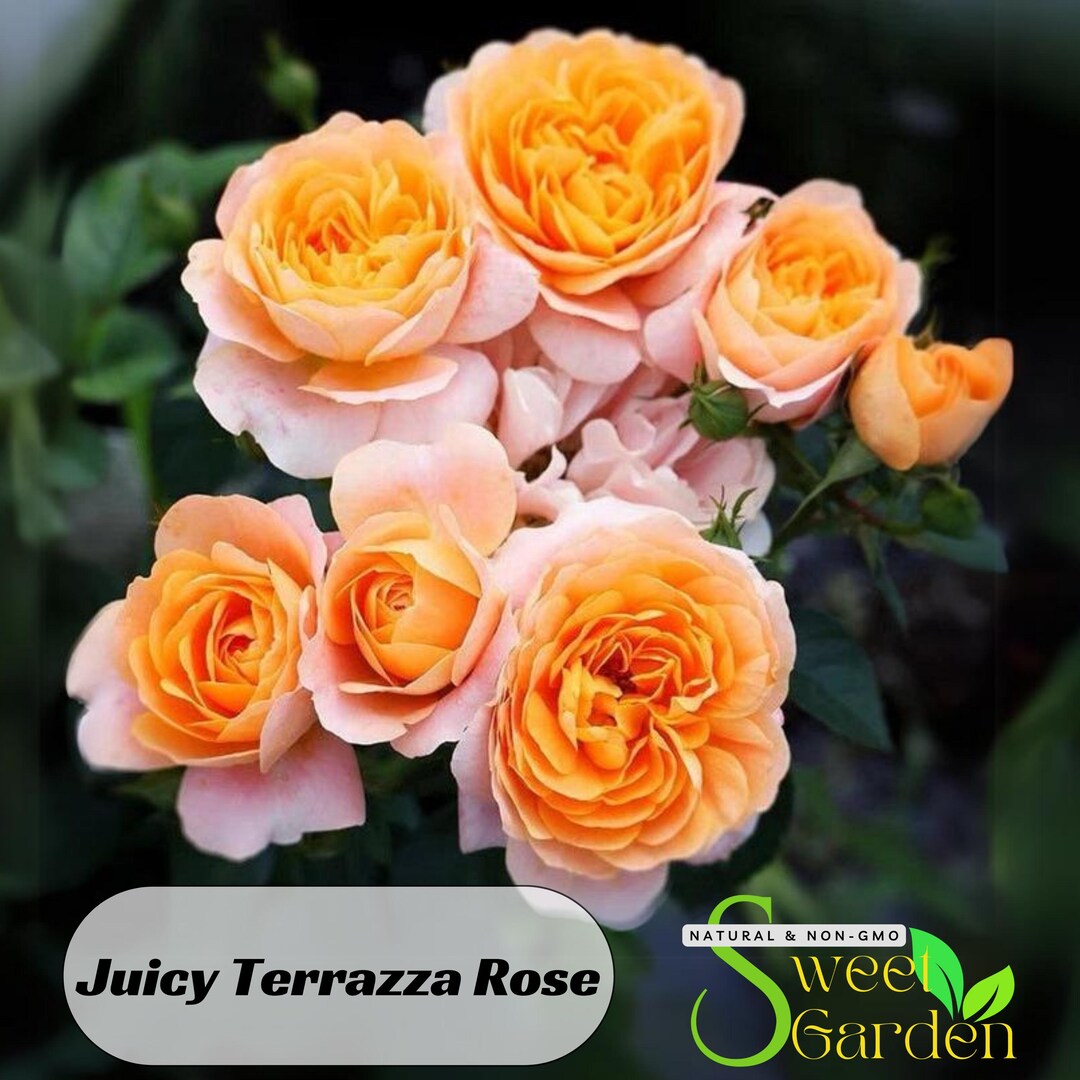 Juicy Terrazza Rose Seeds - Perennial - Authentic Seeds - Flowers ...