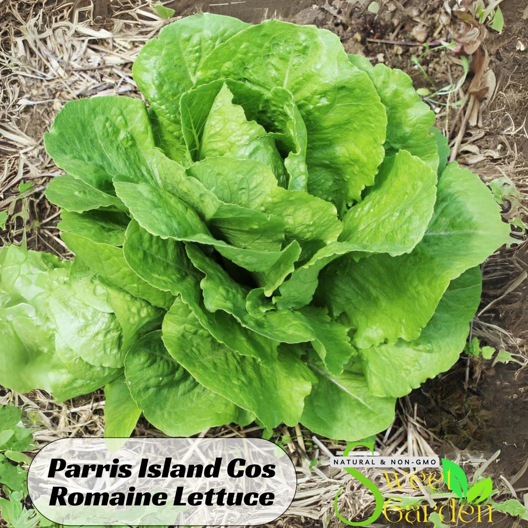 25 Seeds| Parris Island Cos Romaine Lettuce Seeds ~ Vegetable~ Asian ...