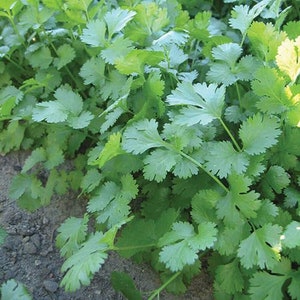 50 Seeds| Cilantro Seeds - Authentic Seeds - Perennial~gmo Free ~flower ...