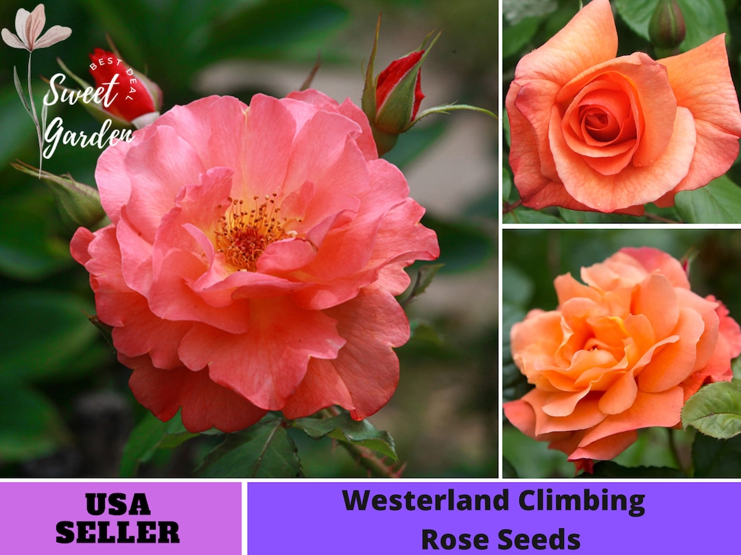 Westerland' Climbing Rose Seeds Perennial Authentic Seeds Flowers Easy ...