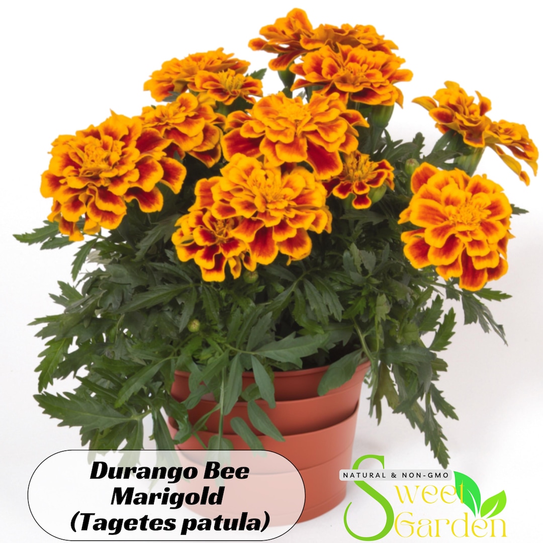 Durango Bee Marigold (tagetes Patula) Seeds - Open-pollinating - Draft ...