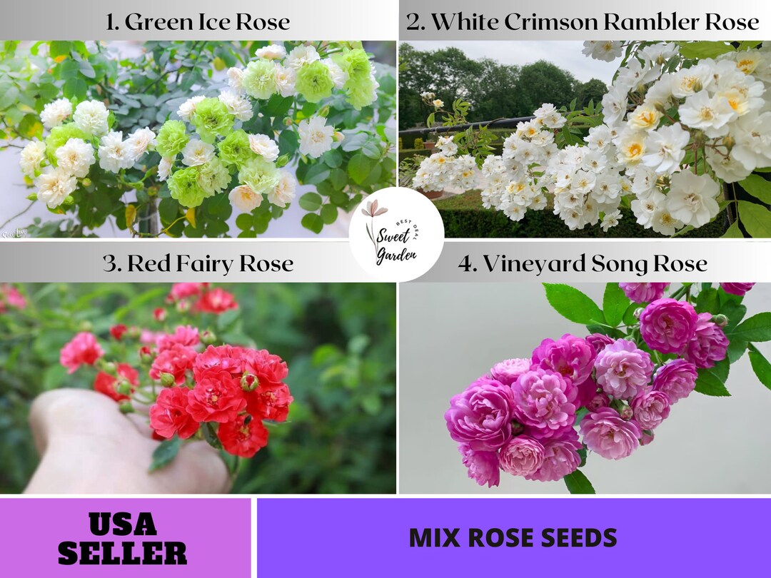 126+ Seeds | Green Ice Rose- White Crimson Rambler Rose Seeds - Red ...