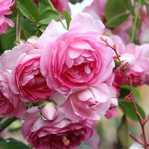 Pink Climbing Rose Seeds - Perennial - Authentic Seeds - Flowers - Easy ...
