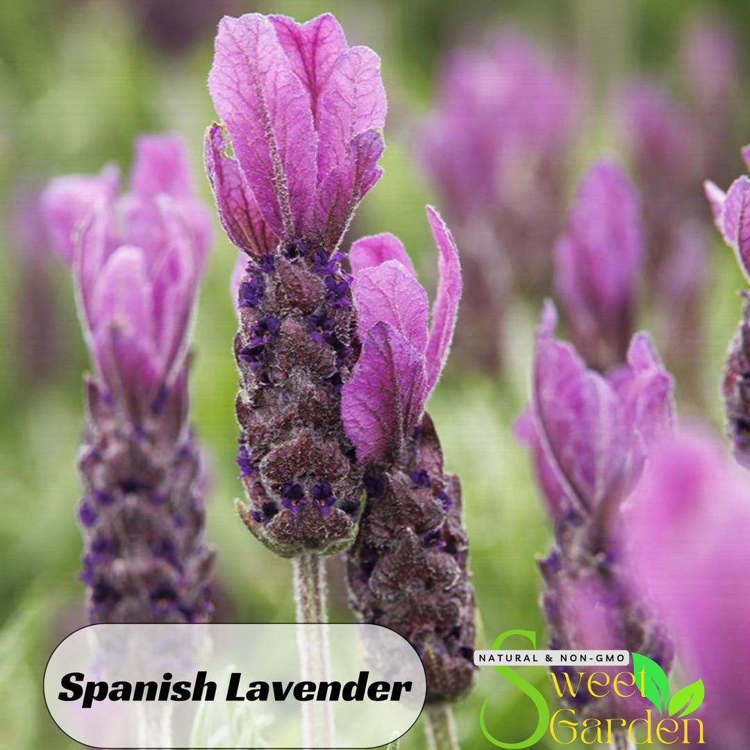 Spanish Lavender Seeds for Planting in the Garden - Perennial ...