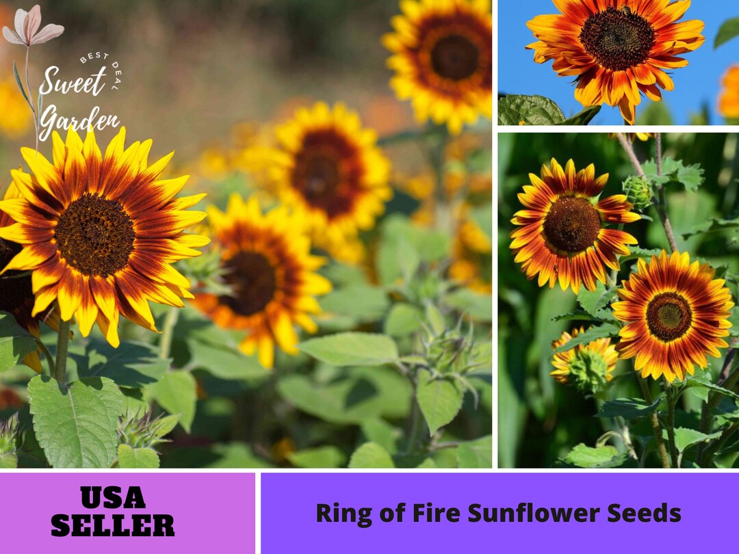 Ring of Fire Sunflower Seeds Helianthus Annuus Annual Authentic Seeds ...
