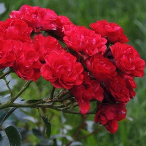Red Fairy Rose Seeds Perennial Authentic Seeds Flowers Easy to Grow ...