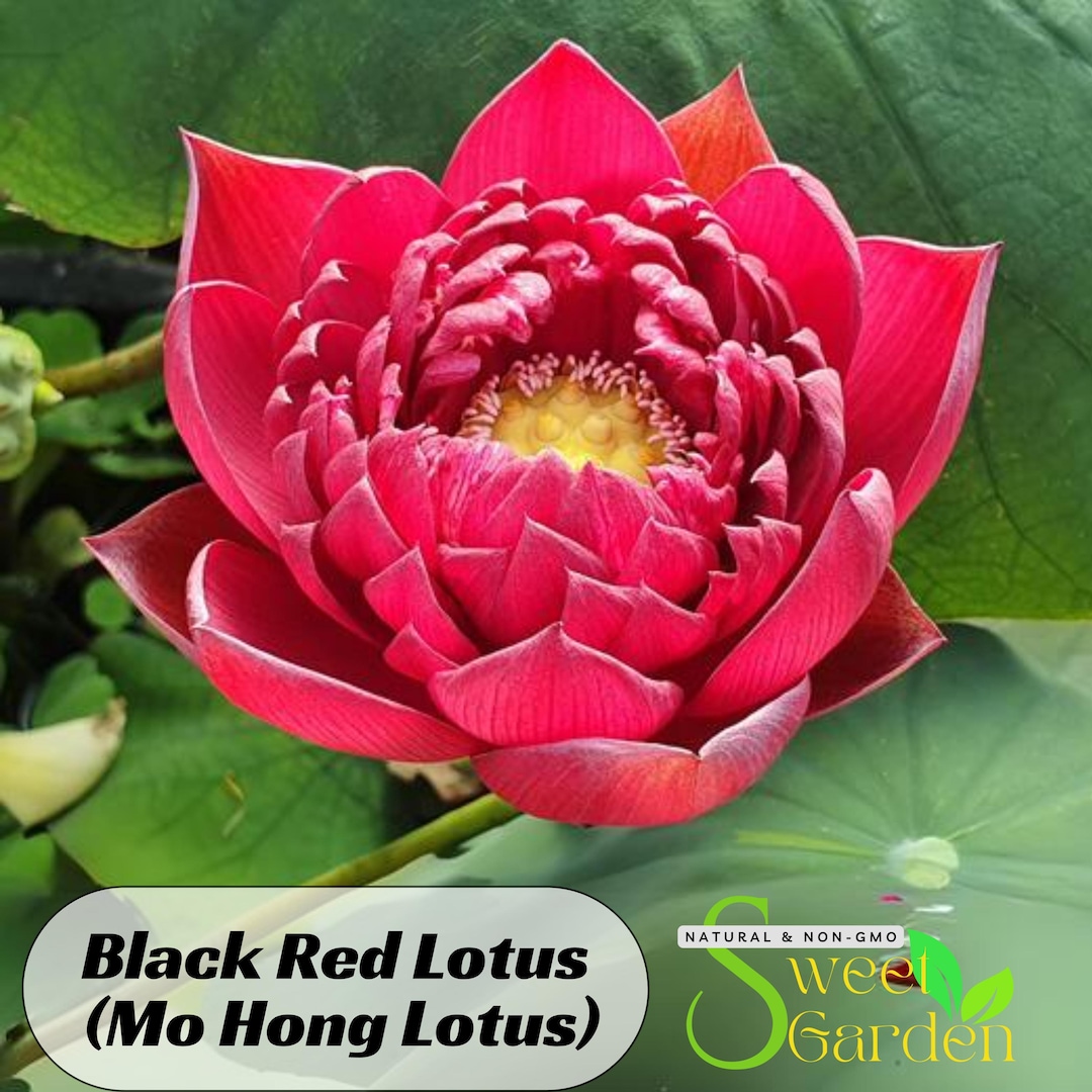 5+ Rare Seeds| Black Red Lotus(mo Hong Lotus) Seeds - Indian Lotus ...