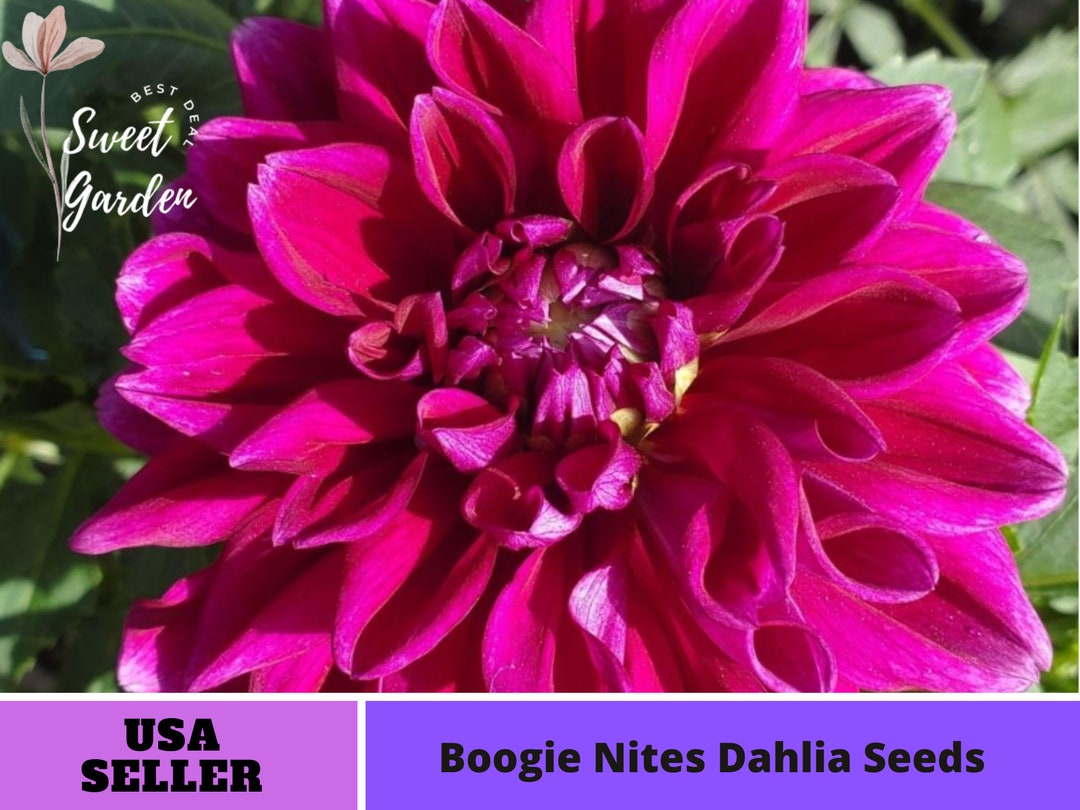 Boogie Nites Dahlia Seeds Perennial Authentic Seeds Flowers Clumping ...