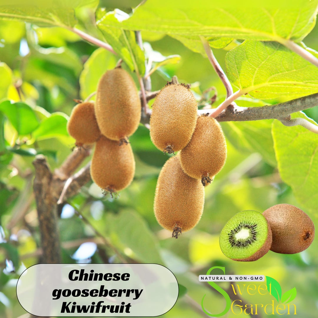 20 Seeds| Kiwi Fruit, Chinese Gooseberry Seeds- Rare Kiwi Fruit Vine ...