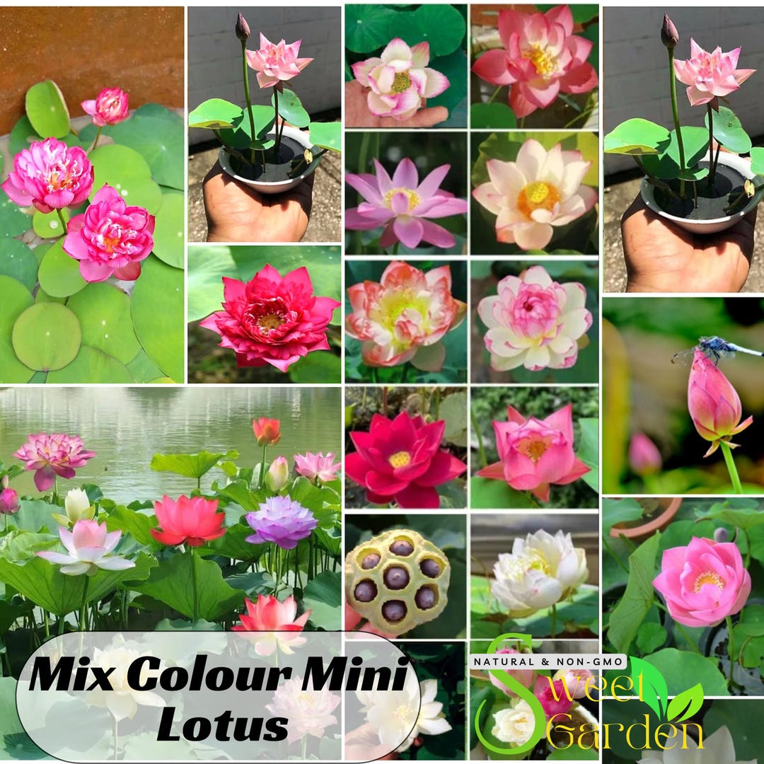 5+ Rare Seeds| Mix Colour Mini Lotus Seeds - Indian Lotus (nelumbo ...