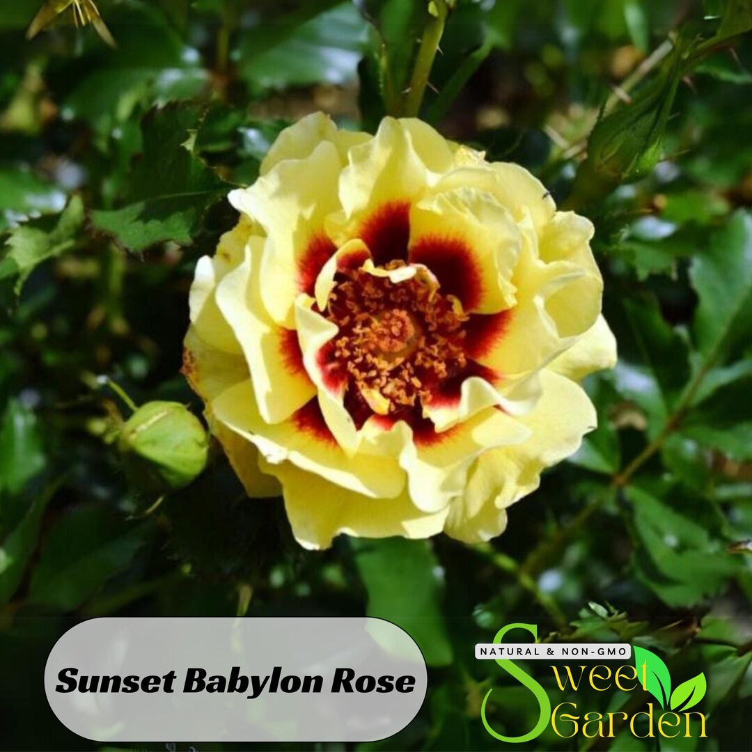 Sunset Babylon Rose Seeds - Perennial - Authentic Seeds - Flowers ...