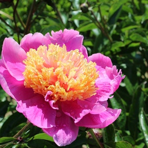 10+ Seeds| Doreen Peony Seeds - Perennial - Authentic Seeds - Flowers ...