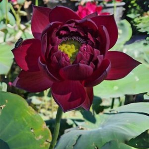 5+ Rare Seeds| Black Red Lotus(mo Hong Lotus) Seeds - Indian Lotus ...