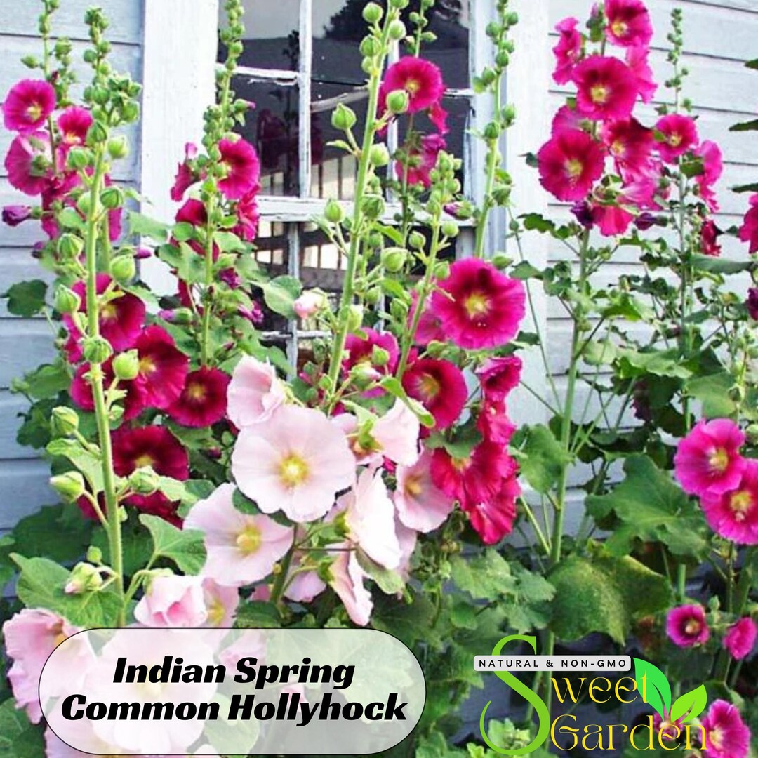 Indian Spring Common Hollyhock - Perennial -authentic Seeds -vegetable ...