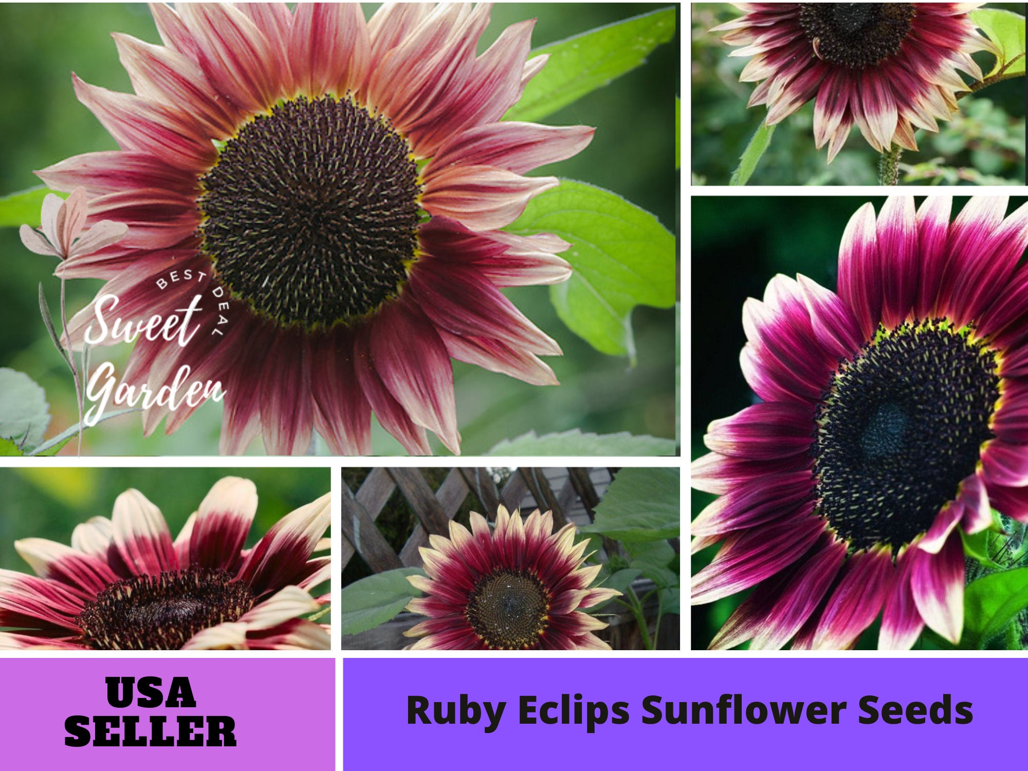 Ruby Eclipse Sunflower