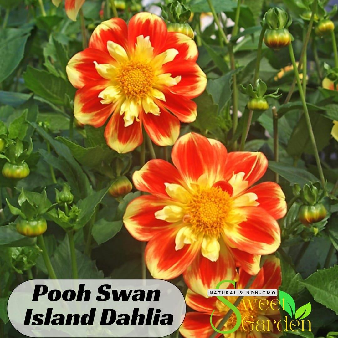 Pooh Swan Island Dahlia Seeds - Perennial - Flowers - Clumping - Dahlia ...