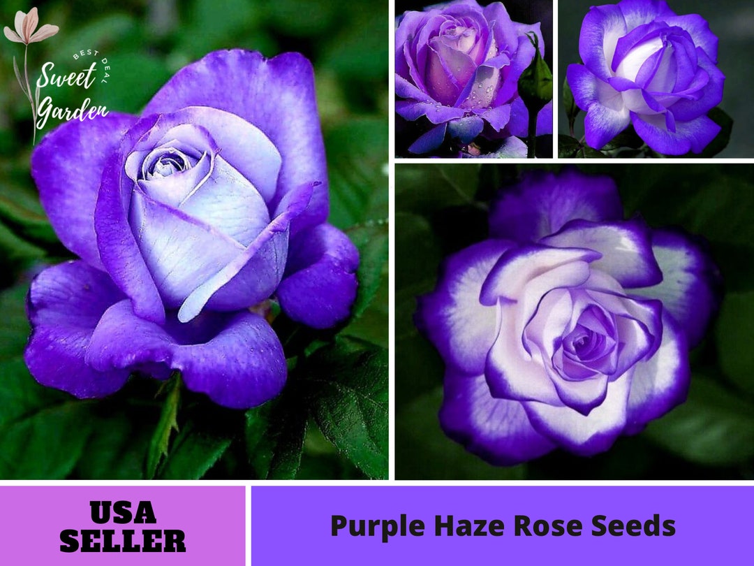 Purple Haze Rose Seeds Perennial Authentic Seeds Flowers Easy to Grow ...