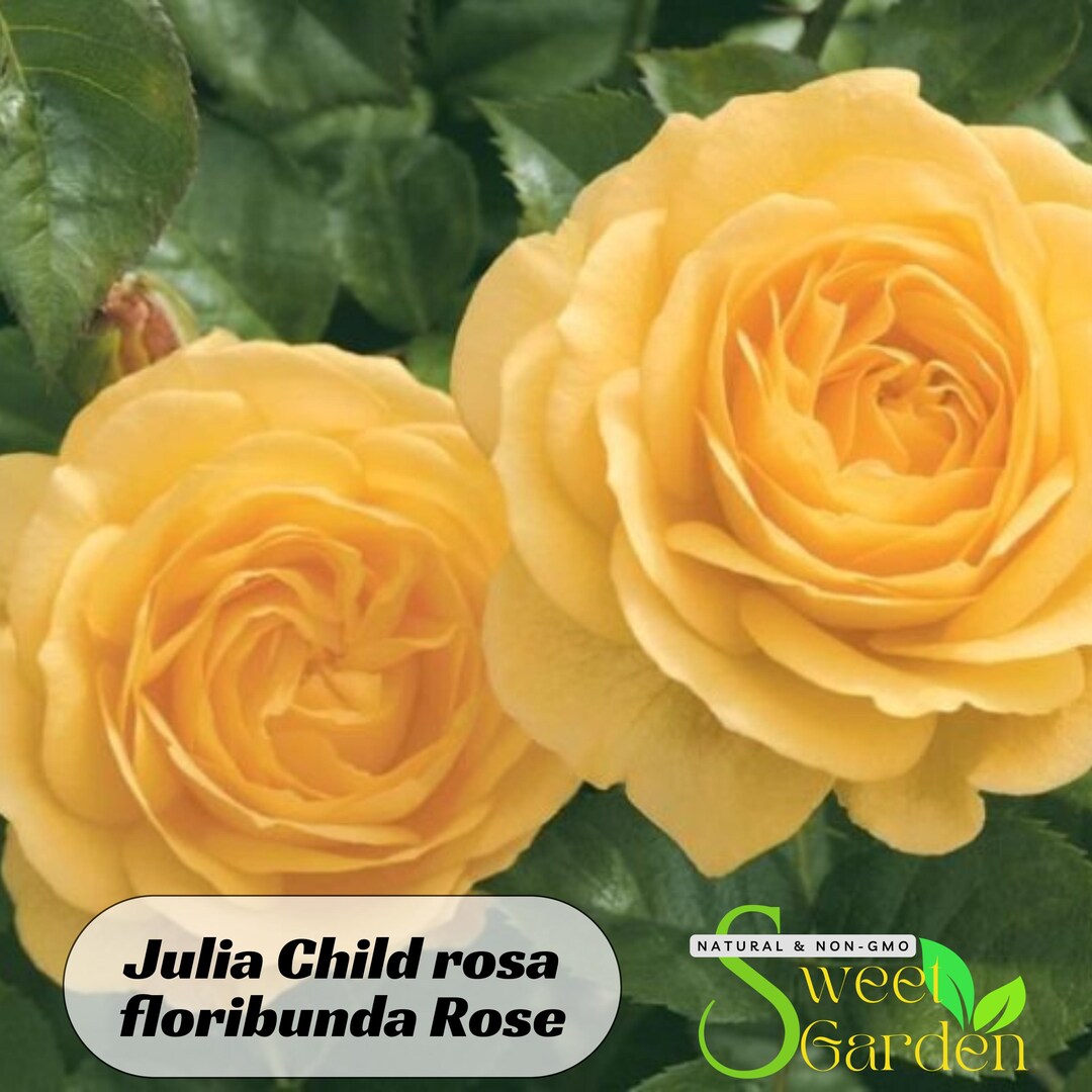 Julia Child Rose Seeds - Perennial - Authentic Seeds - Flowers - Easy ...