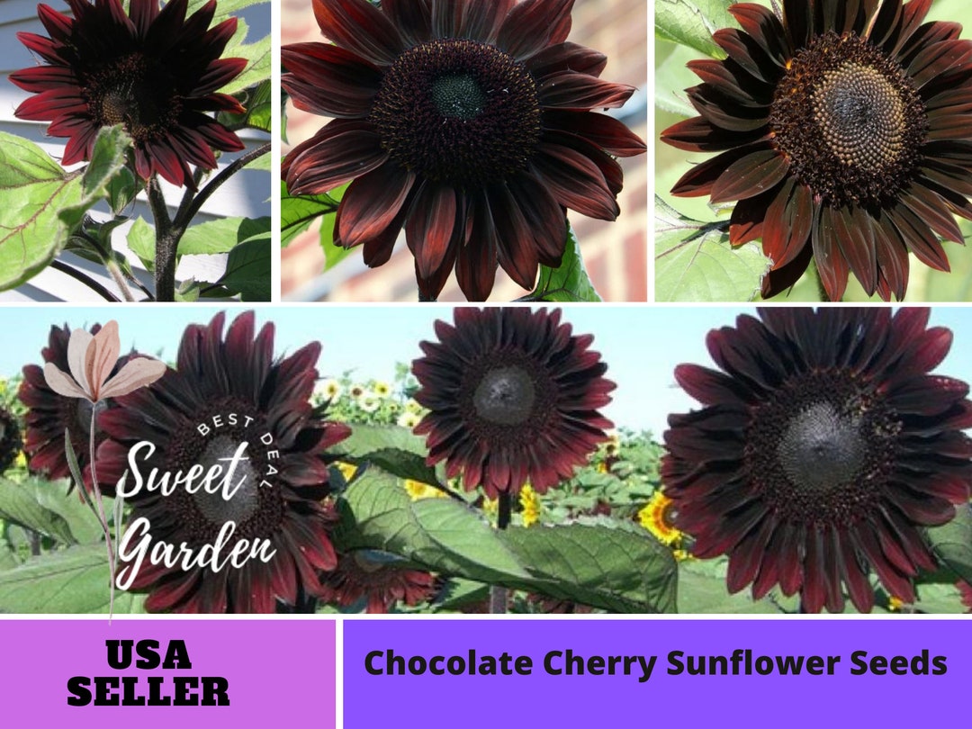 Red Chocolate Sunflower Seeds Helianthus Annuus Annual Authentic Seeds ...
