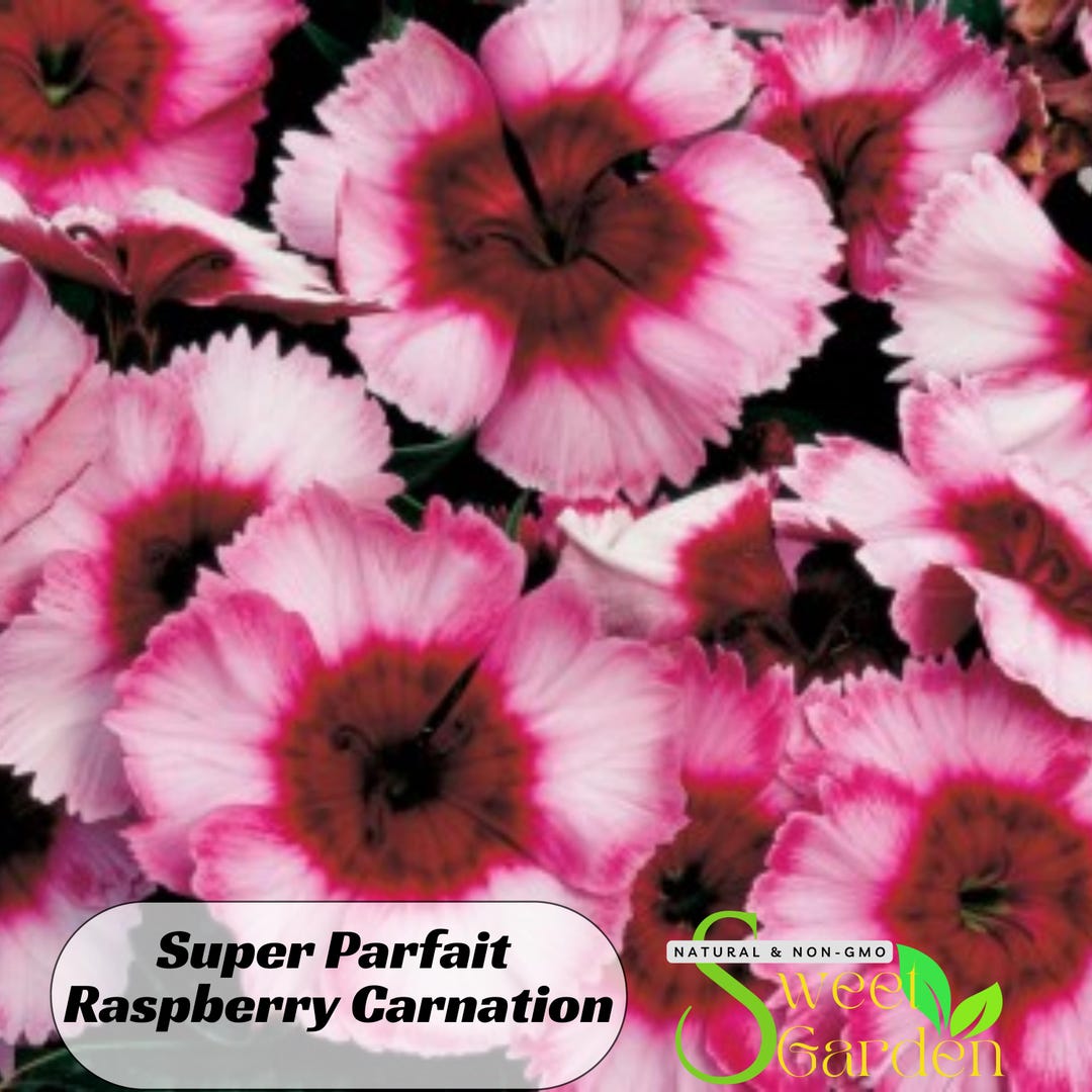 30s|super Parfait Raspberry Carnations - Authentic Seeds - Dianthus ...