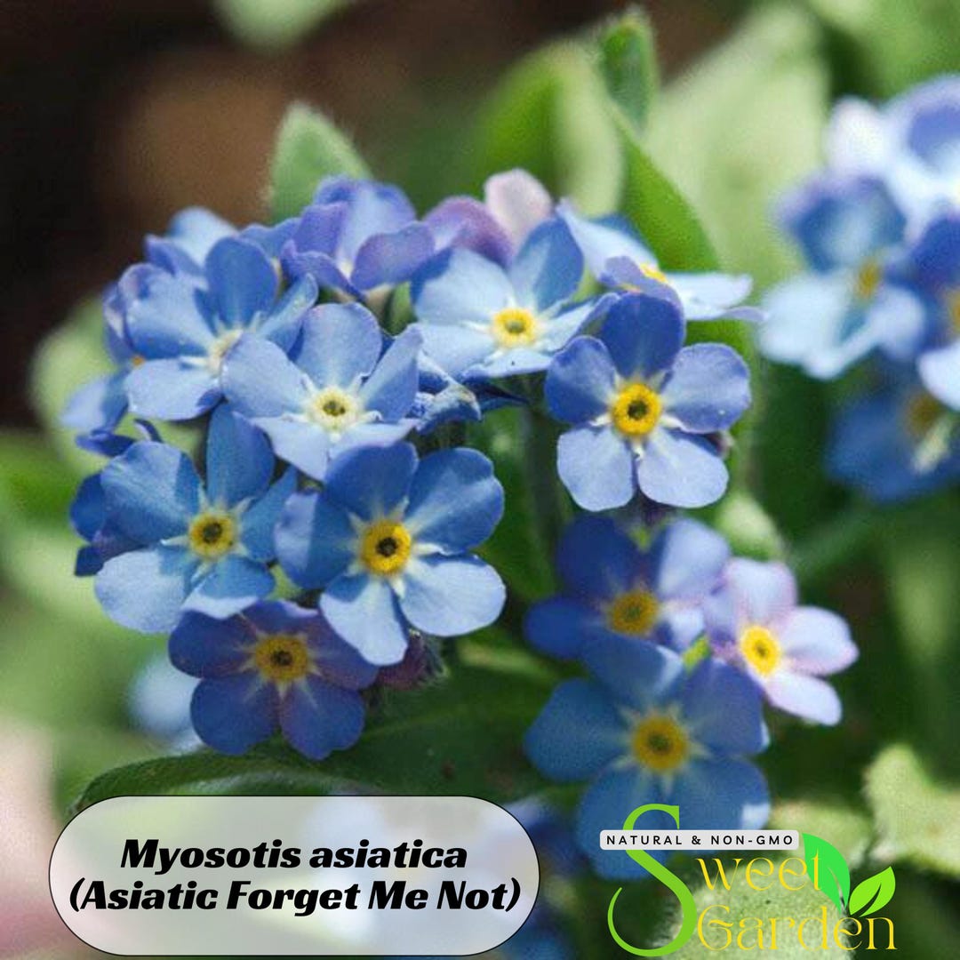 Myosotis Alpestris 'blue Ball' Seeds - Lupinus - Bluebonnet - Authentic ...