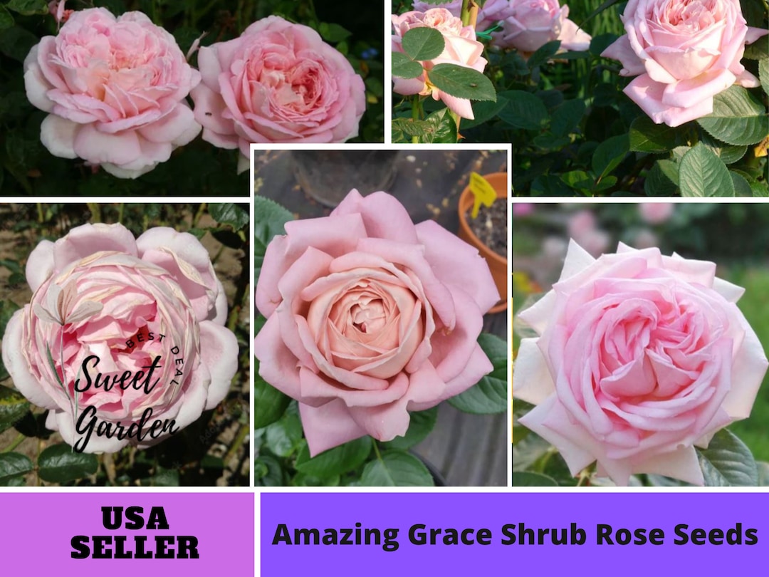 Amazing Grace Shrub Rose Seeds Perennial Authentic Seeds Flowers Easy ...