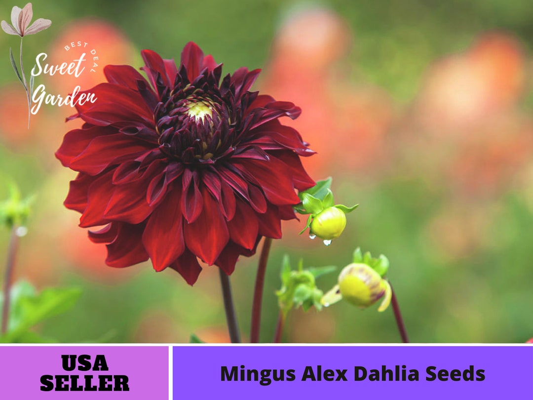 Mingus Alex Dahlia Seeds Perennial Authentic Seeds Flowers Clumping ...