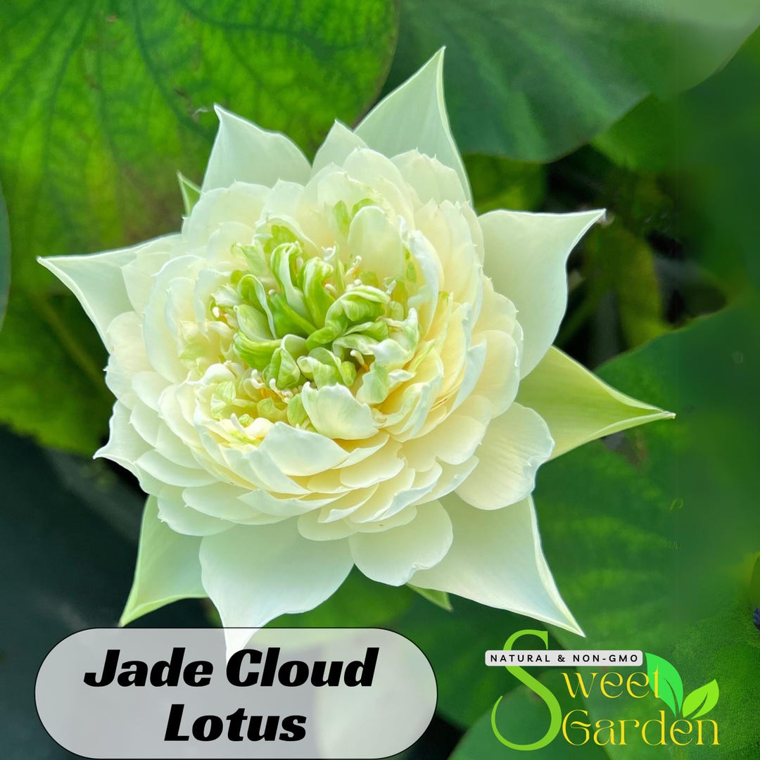 5+ Rare Seeds| Jade Cloud Lotus Seeds - Indian Lotus (nelumbo Nucifera ...