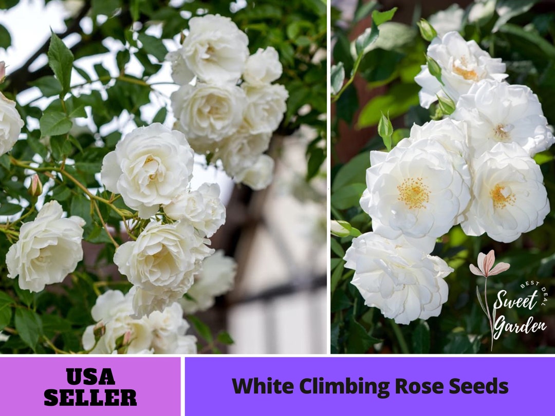 White Climbing Rose Seeds Perennial Authentic Seeds Flowers Easy to ...