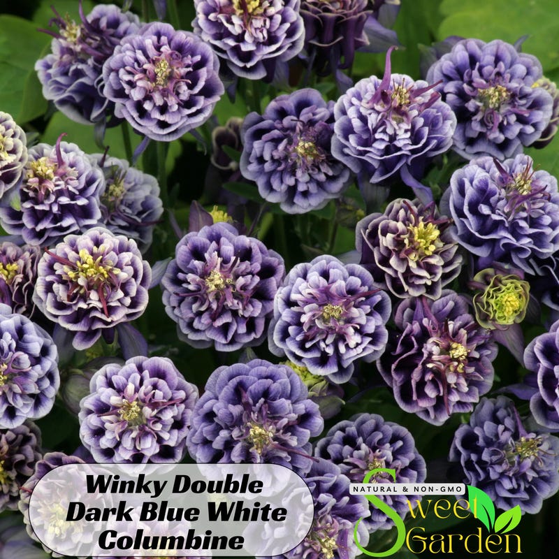 Dark Blue Plant Seeds - Etsy