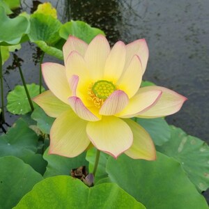 5 Rare Seeds Sunrise Brocade Lotus Seeds Indian Lotus nelumbo Nucifera ...