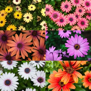 100s|africa Daisy Mix Seeds - Perennial - Authentic Seeds - Daisy ...