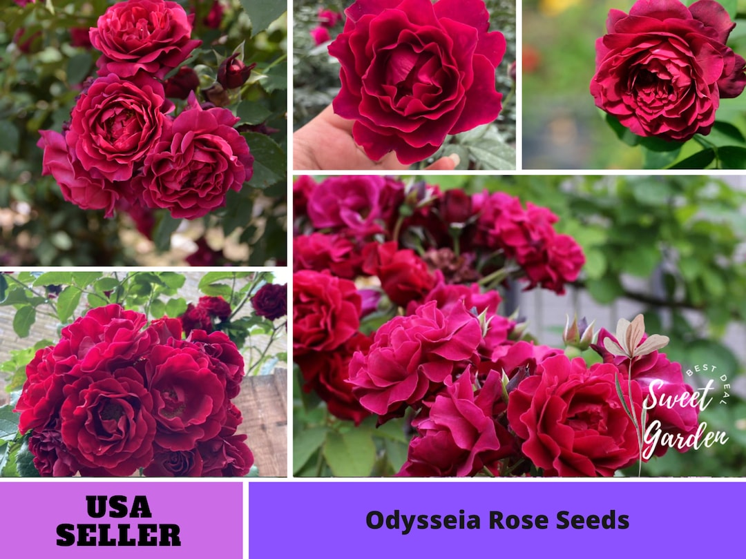 Odysseia Rose Seeds-perennial authentic Seeds-flowers - Etsy