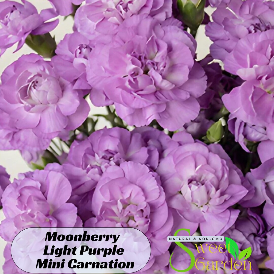 30s|moonberry Light Purple Mini Carnation - Authentic Seeds - Dianthus ...