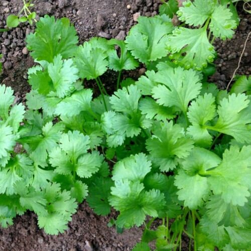 110 Seeds Cilantro Seeds-perennial authentic Seeds-flowers - Etsy