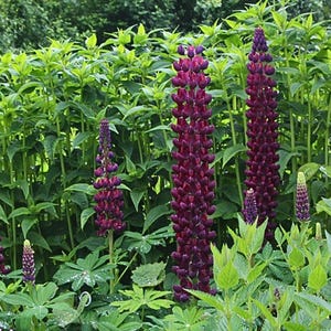 Masterpiece Lupine Seeds – Heirloom Bluebonnet Flower - Etsy