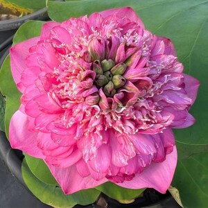 5+ Rare Seeds| Red Kaveri Lotus Seeds - Indian Lotus (nelumbo Nucifera ...